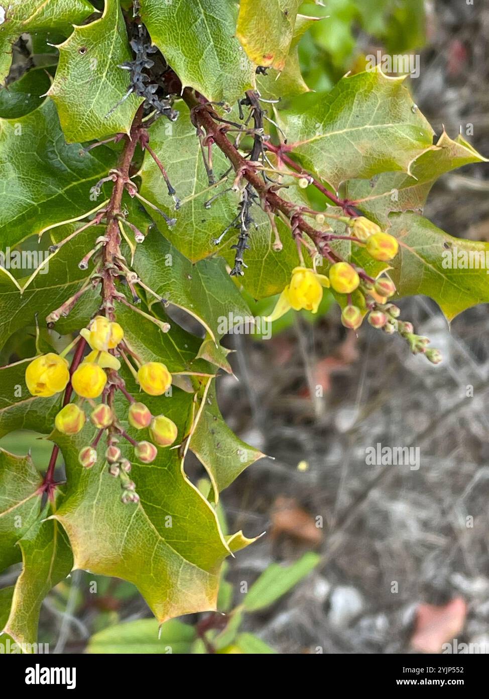 California barberry (Berberis pinnata Stock Photo - Alamy