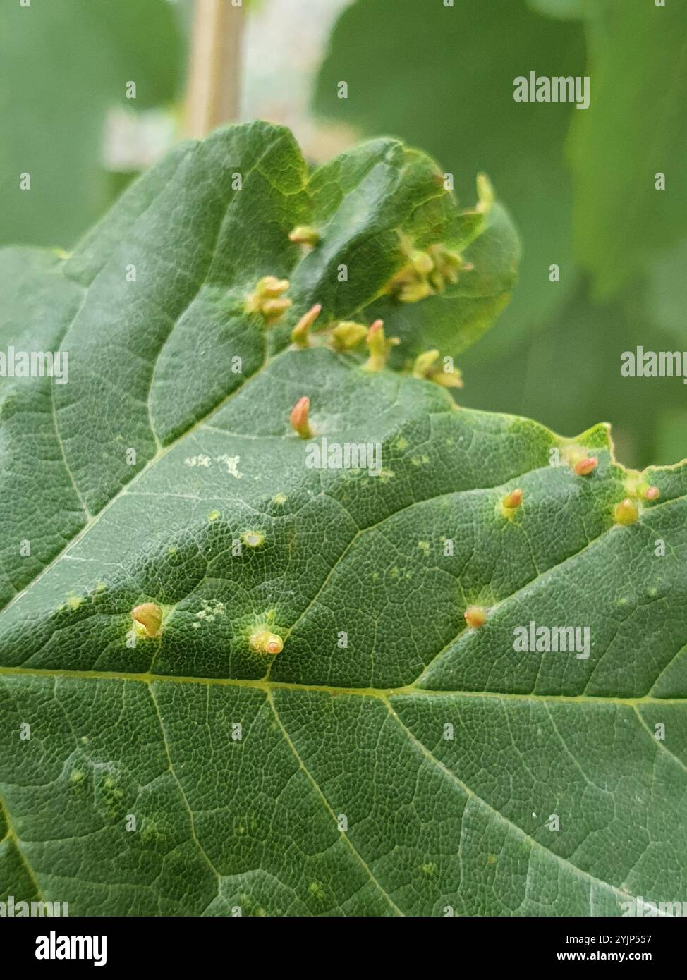 Maple gall mite (Aceria macrorhyncha Stock Photo - Alamy