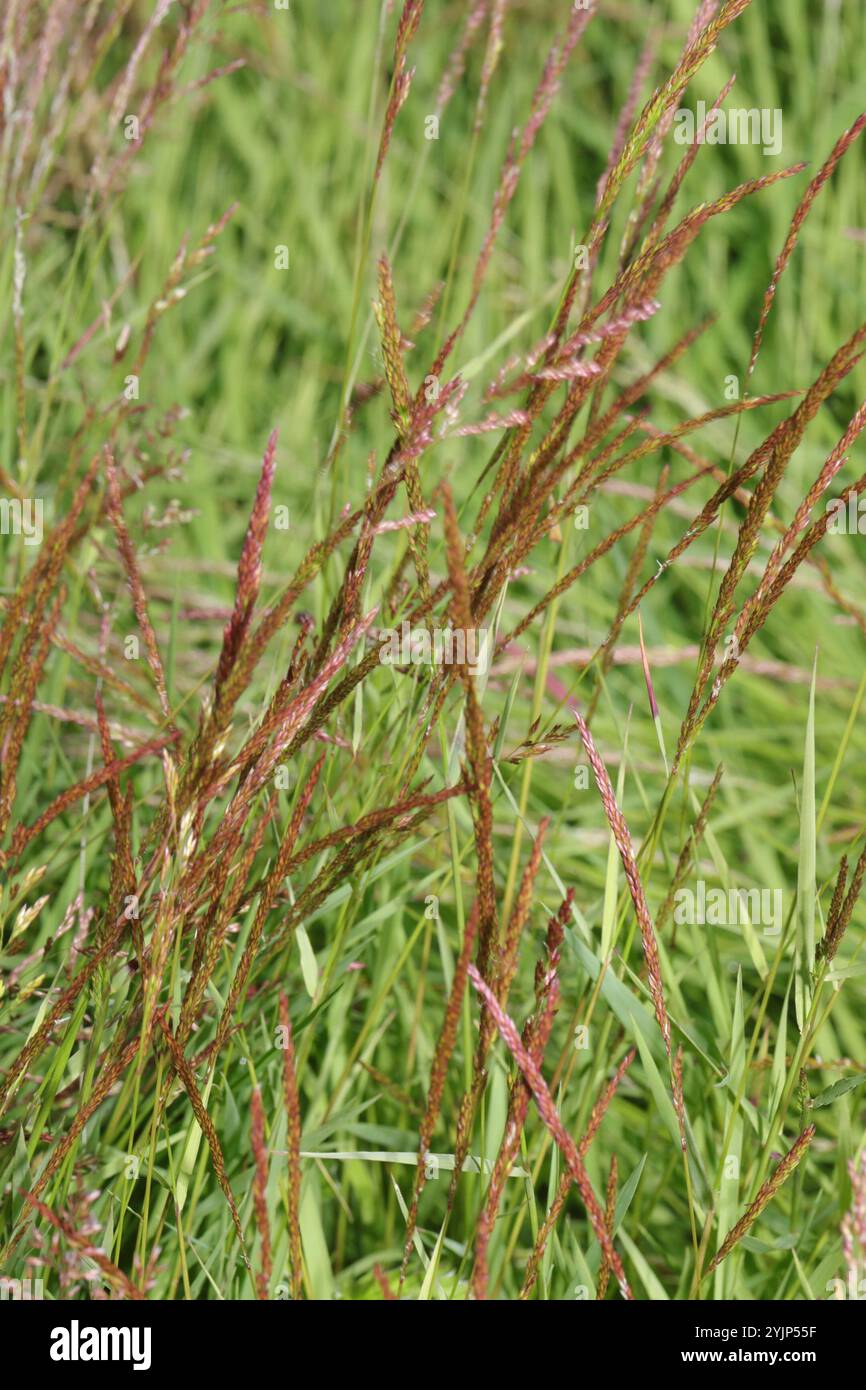 Creeping Bent (Agrostis stolonifera Stock Photo - Alamy