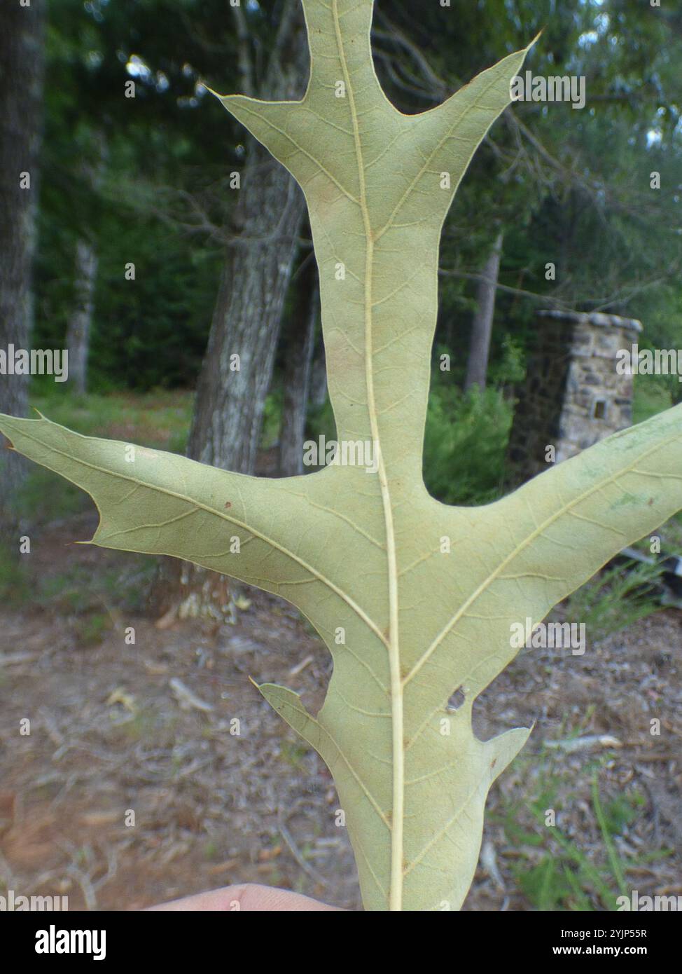 southern red oak (Quercus falcata Stock Photo - Alamy
