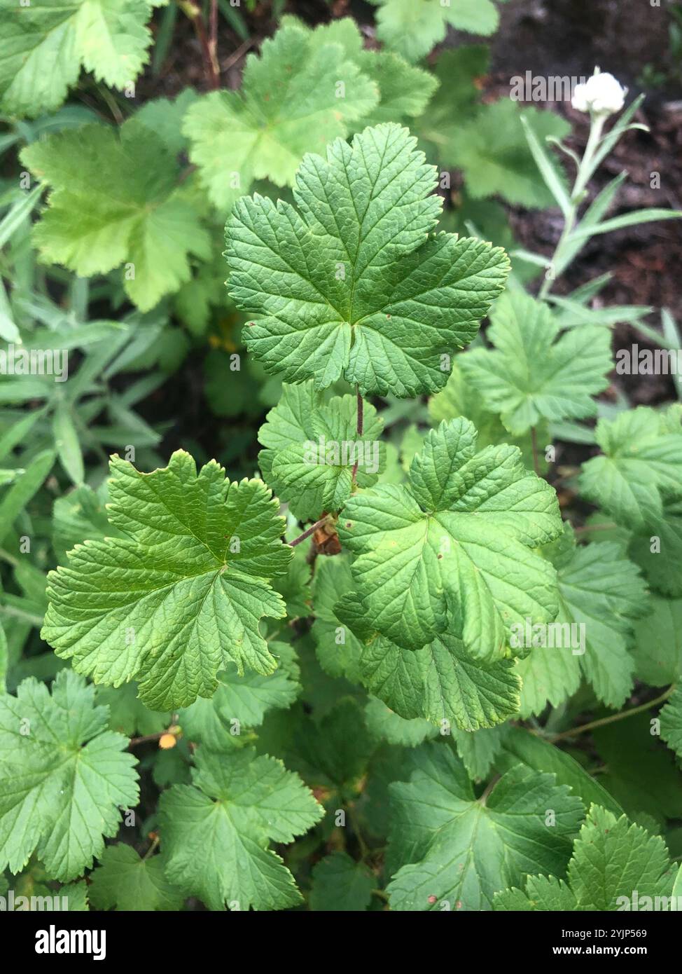 sticky currant (Ribes viscosissimum Stock Photo - Alamy