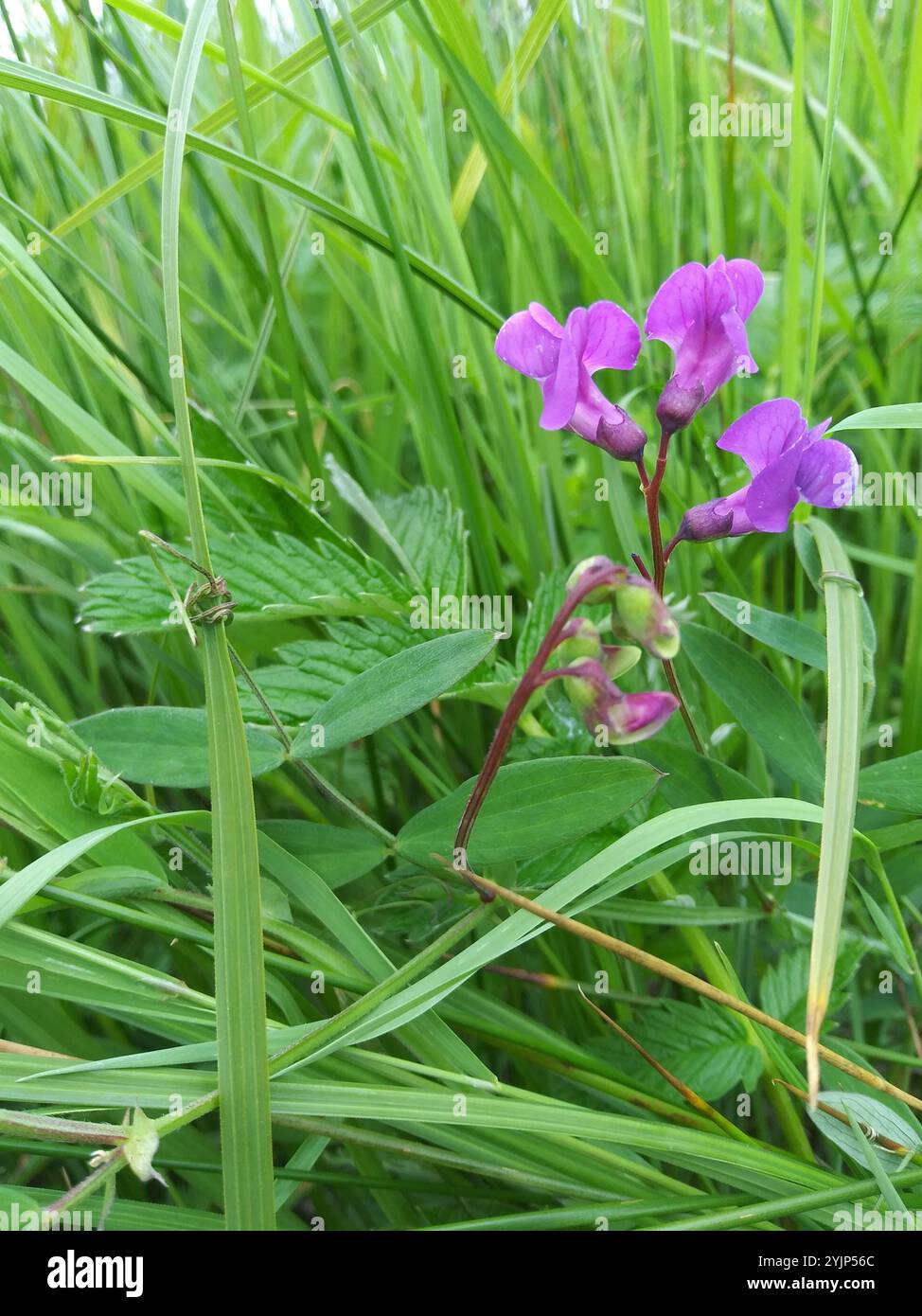 marsh pea (Lathyrus palustris Stock Photo - Alamy