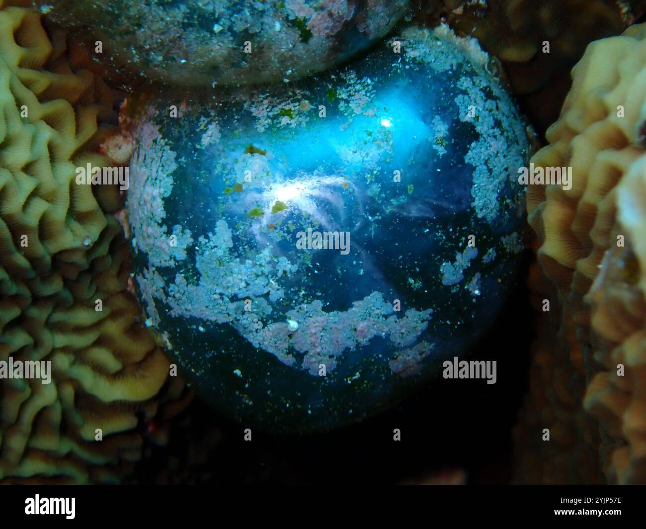 Valonia ventricosa hi-res stock photography and images - Alamy