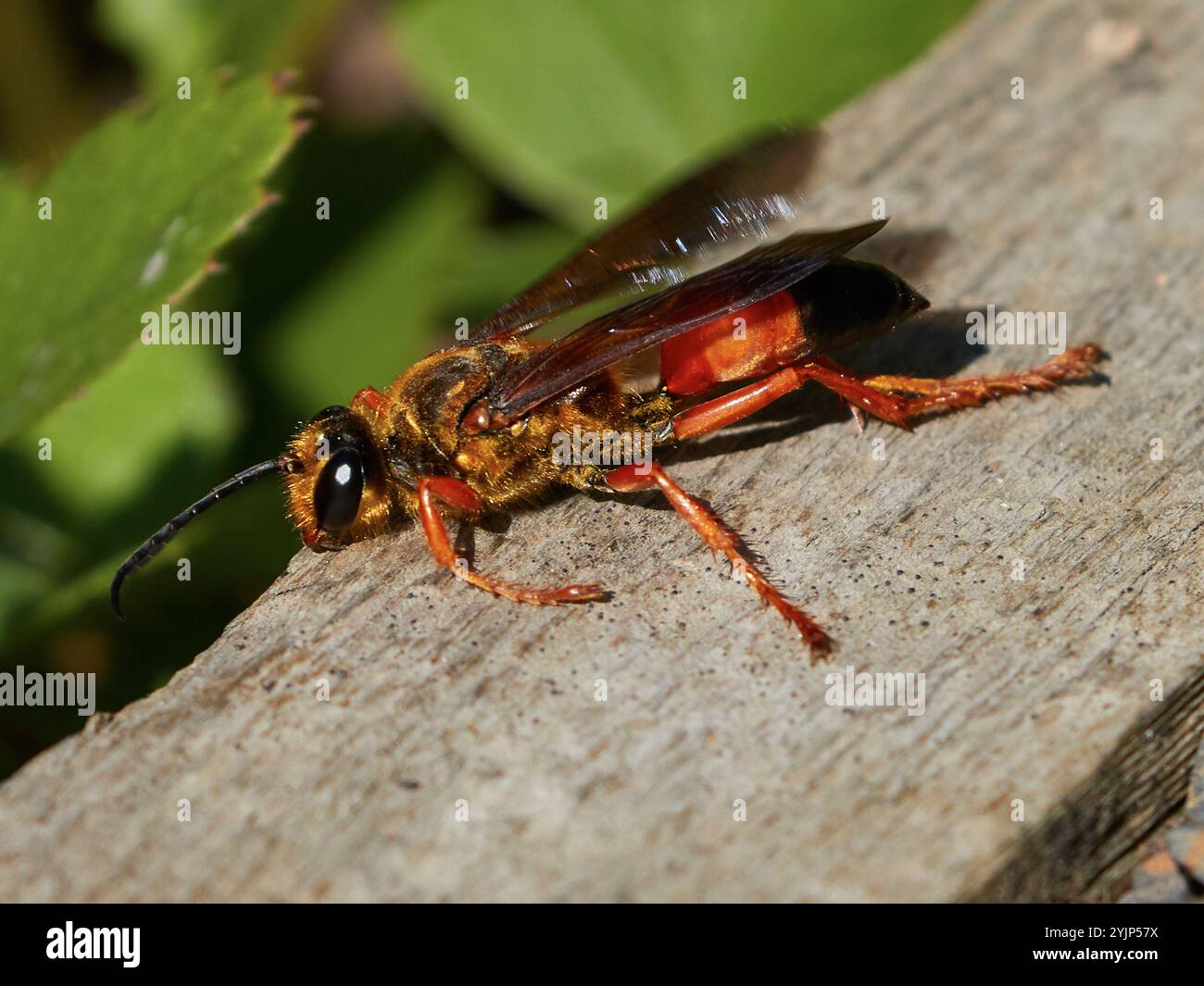 Great Golden Digger Wasp (Sphex ichneumoneus Stock Photo - Alamy