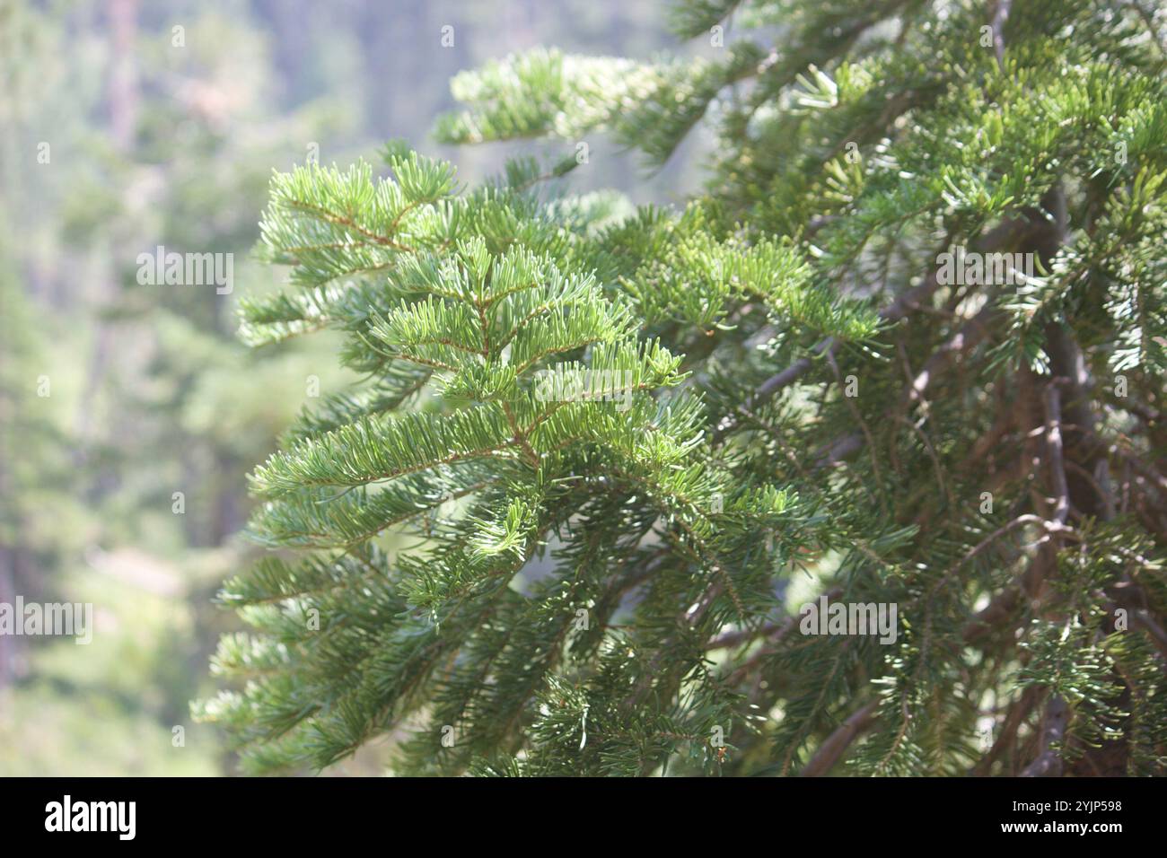 Sierra White Fir (Abies concolor lowiana Stock Photo - Alamy
