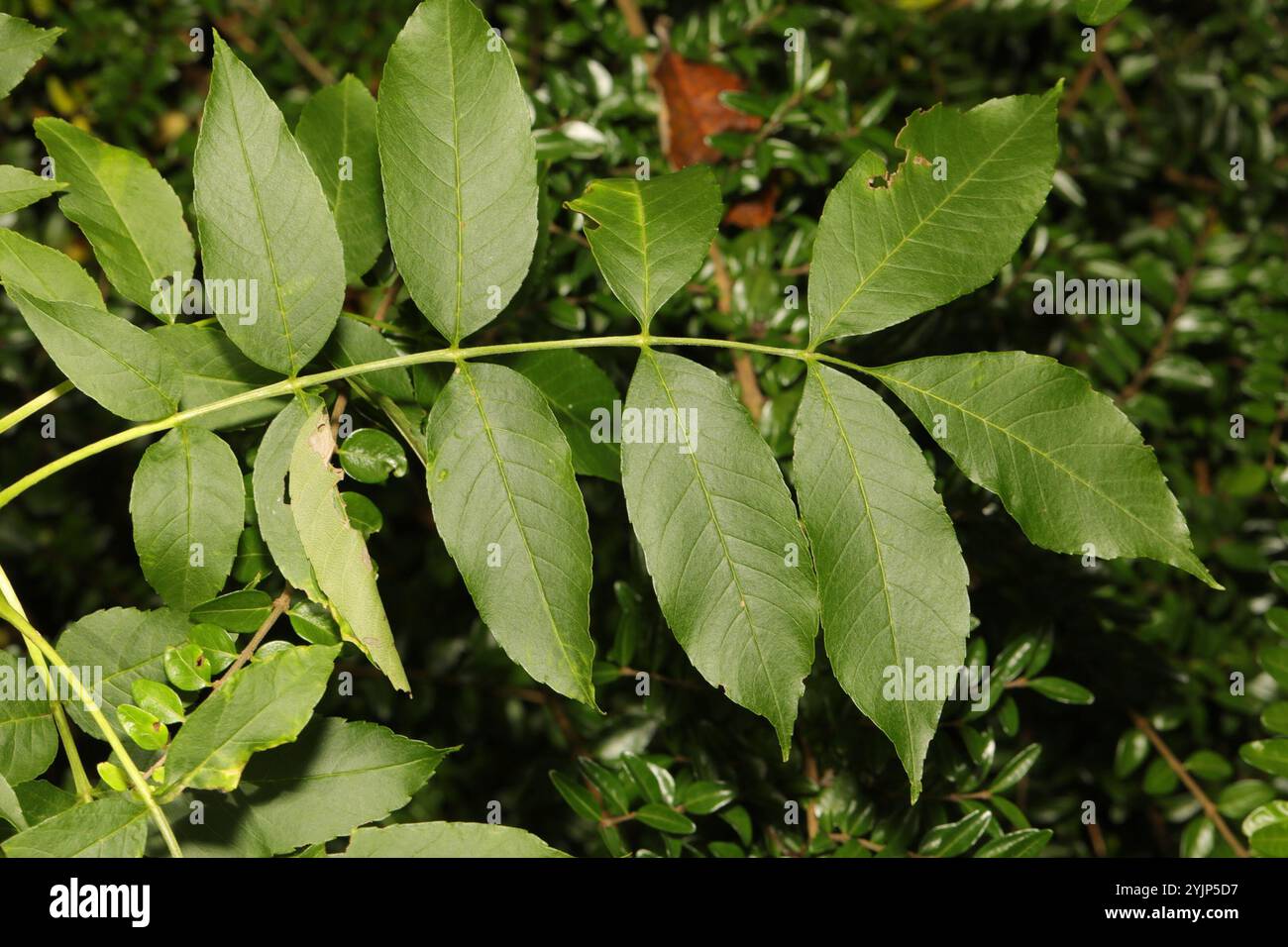 European ash (Fraxinus excelsior Stock Photo - Alamy