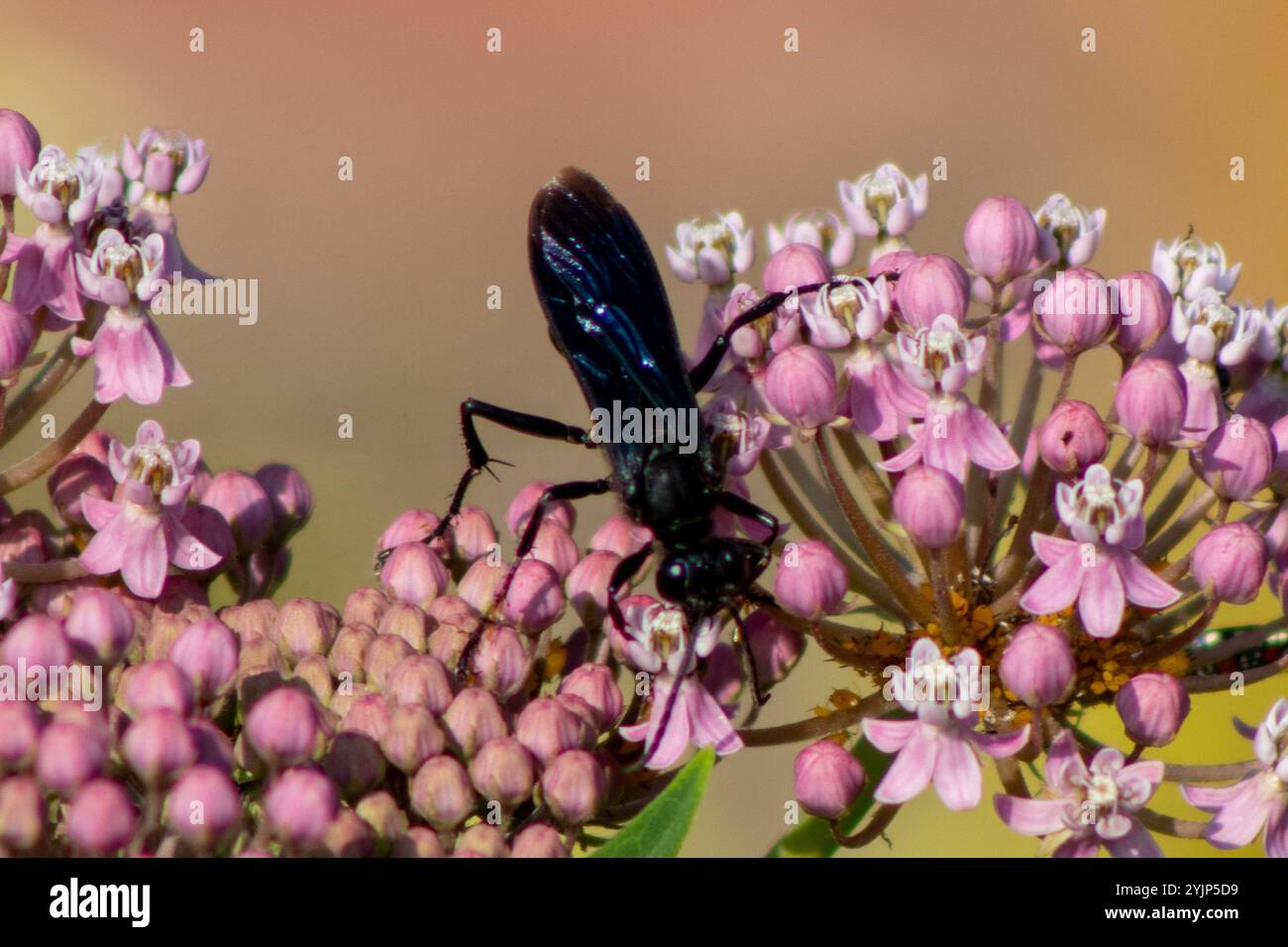 Great Black Digger Wasp (Sphex pensylvanicus Stock Photo - Alamy