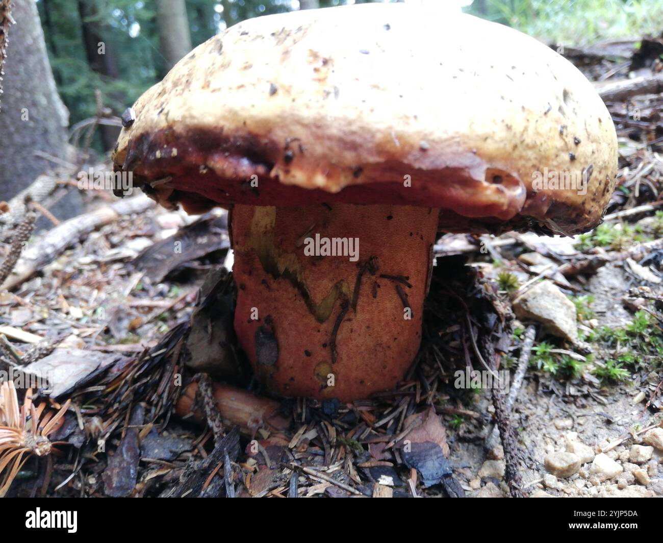 Dotted Stem Bolete (Neoboletus erythropus Stock Photo - Alamy