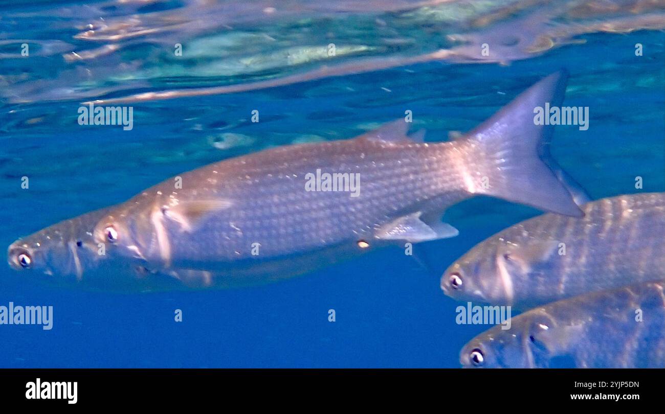 Fringelip Mullet (Moolgarda crenilabis Stock Photo - Alamy