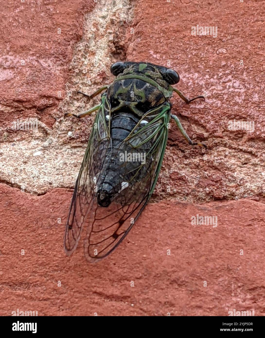 Northern Dog-day Cicada (Neotibicen canicularis Stock Photo - Alamy