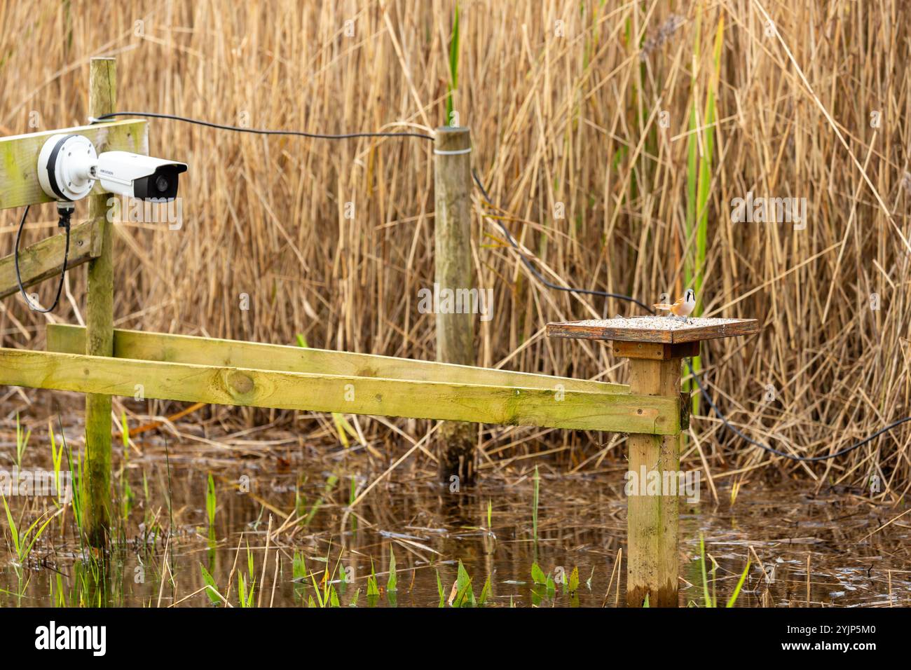 Male bearded tit (panurus biamicus) sitting on a grit tray at RSPB ...