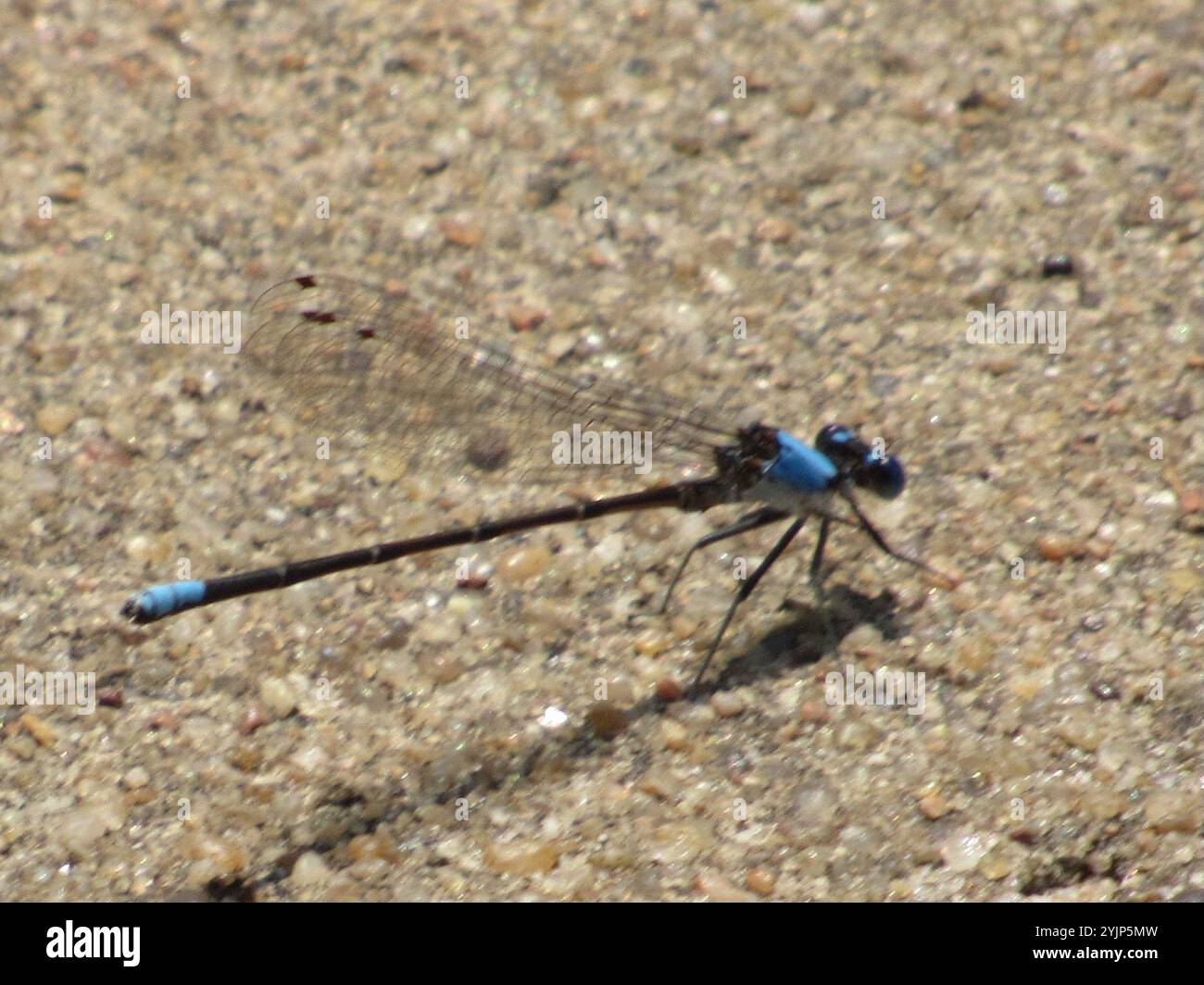 Blue-fronted Dancer (Argia apicalis Stock Photo - Alamy