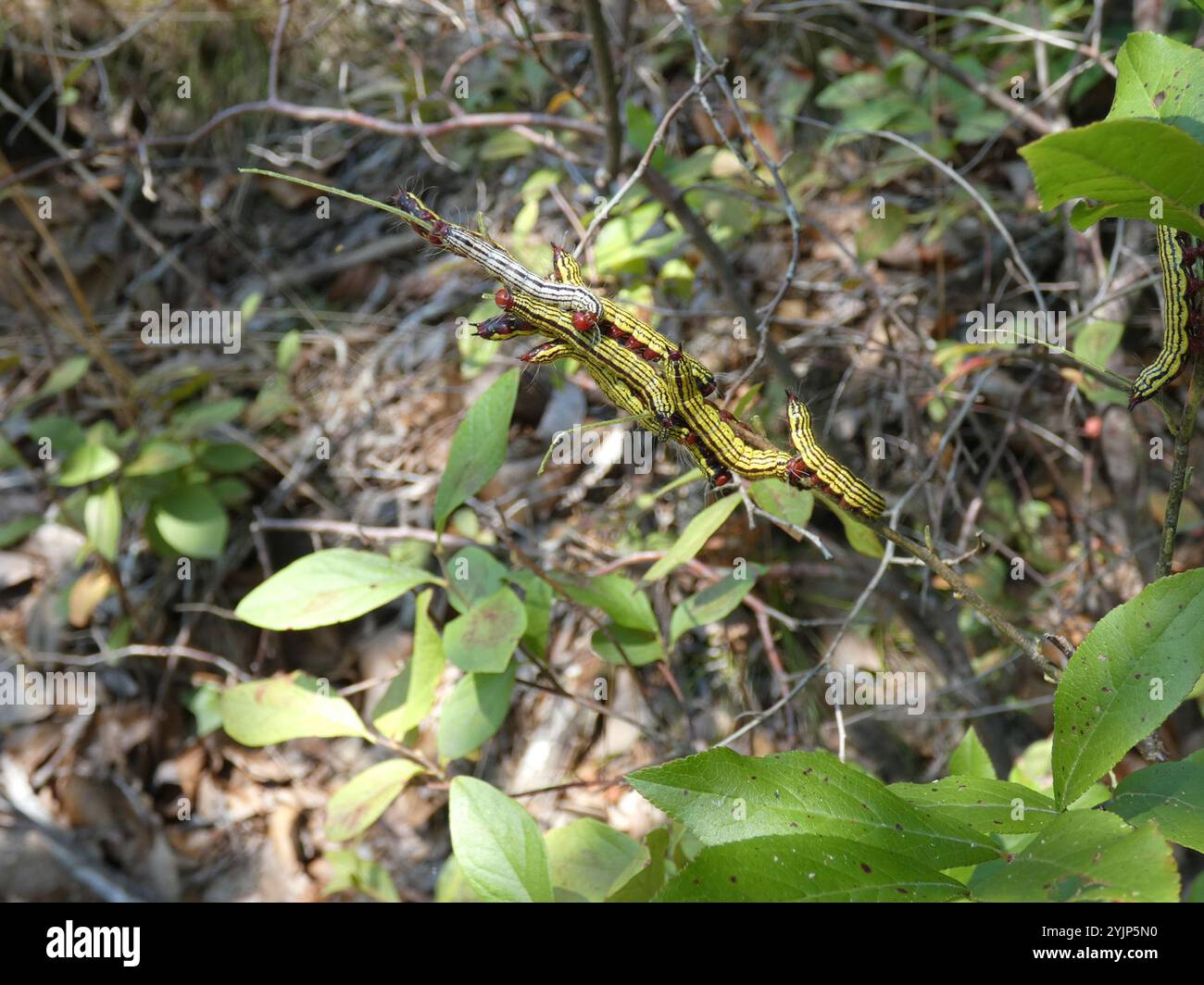 Azalea Caterpillar Moth (Datana major Stock Photo - Alamy