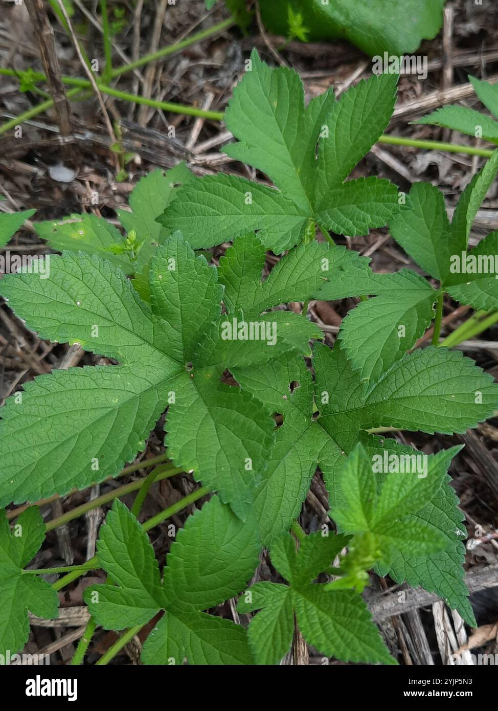 Japanese Hops (Humulus scandens Stock Photo - Alamy