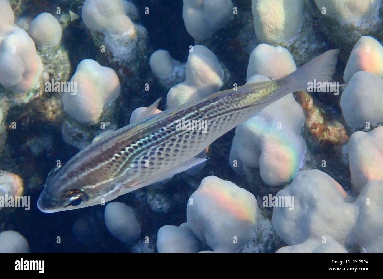 Arabian Monocle Bream (Scolopsis ghanam Stock Photo - Alamy