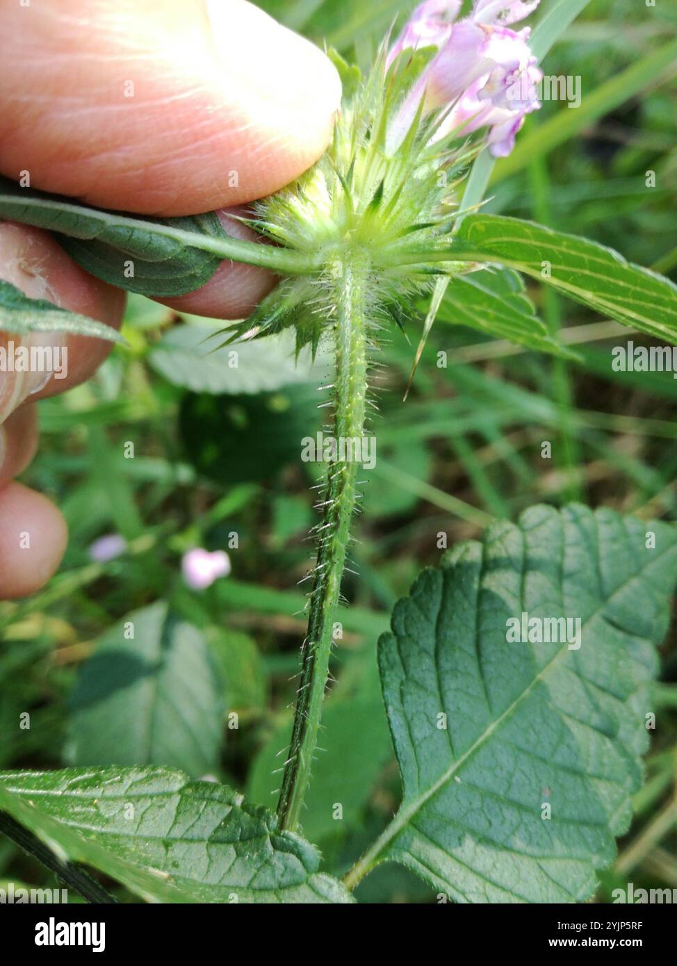 Common hemp-nettle (Galeopsis tetrahit Stock Photo - Alamy