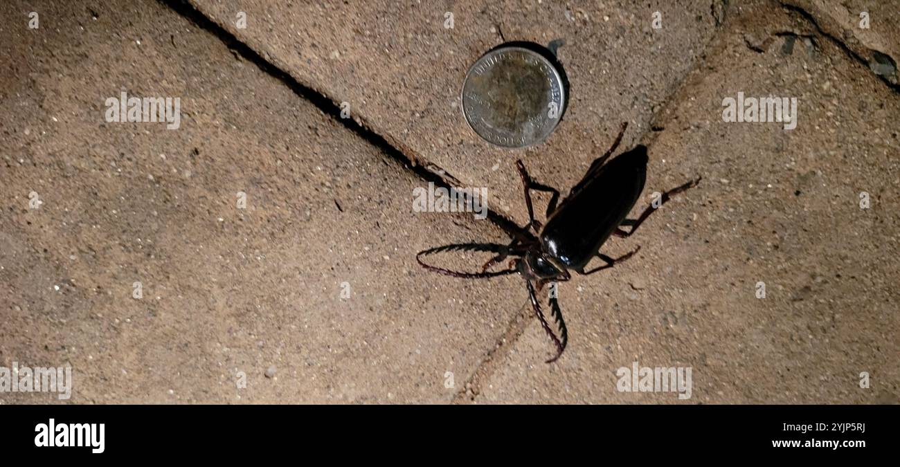 California Root Borer (Prionus californicus Stock Photo - Alamy