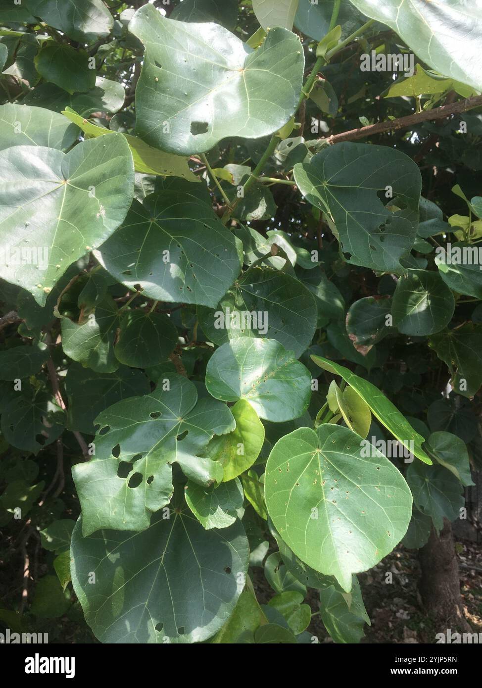 sea hibiscus (Hibiscus tiliaceus Stock Photo - Alamy