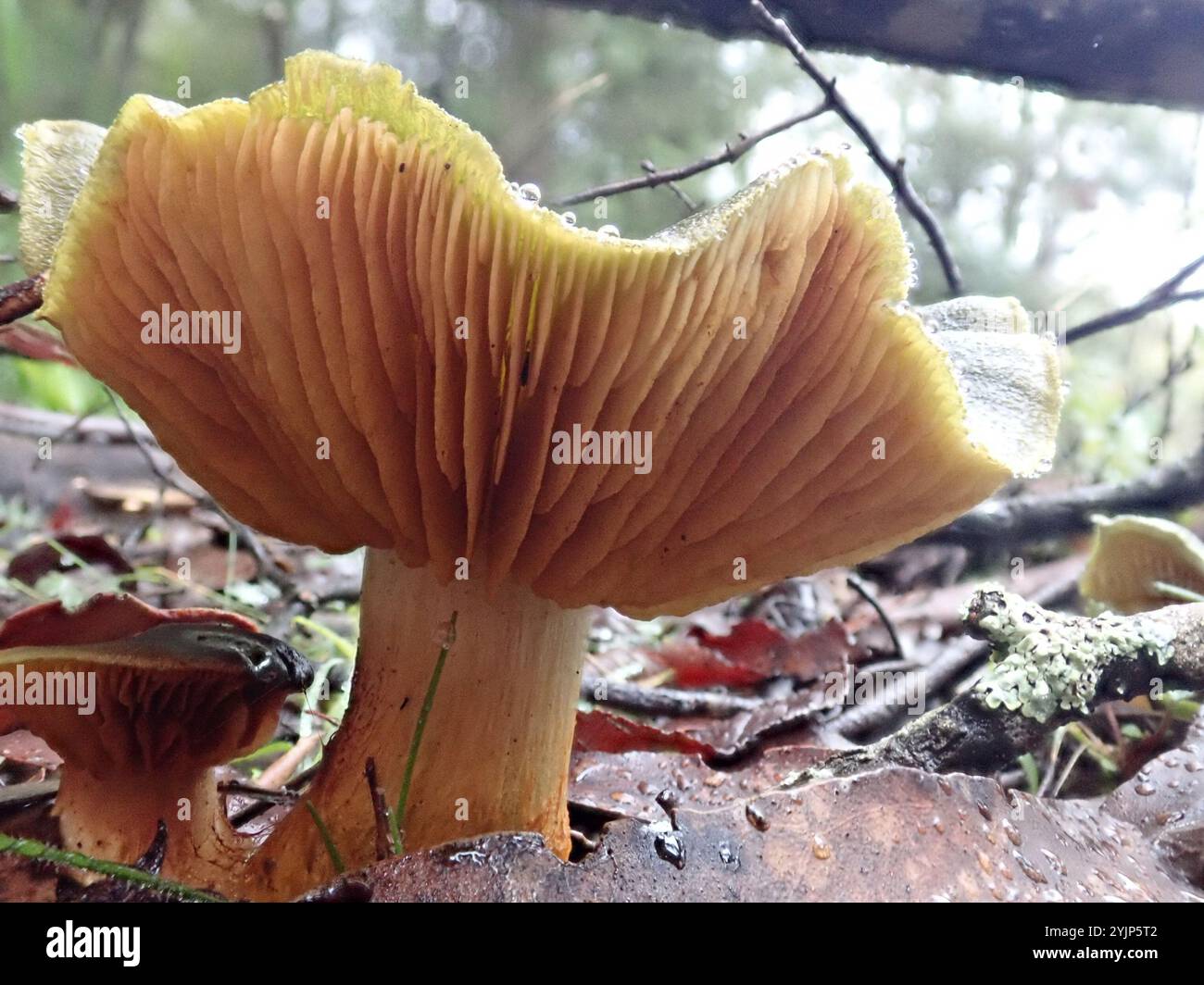 Green Skinhead (Cortinarius austrovenetus Stock Photo - Alamy