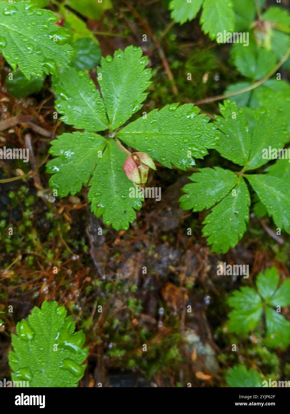 Five-leaf Dwarf Bramble (Rubus pedatus Stock Photo - Alamy