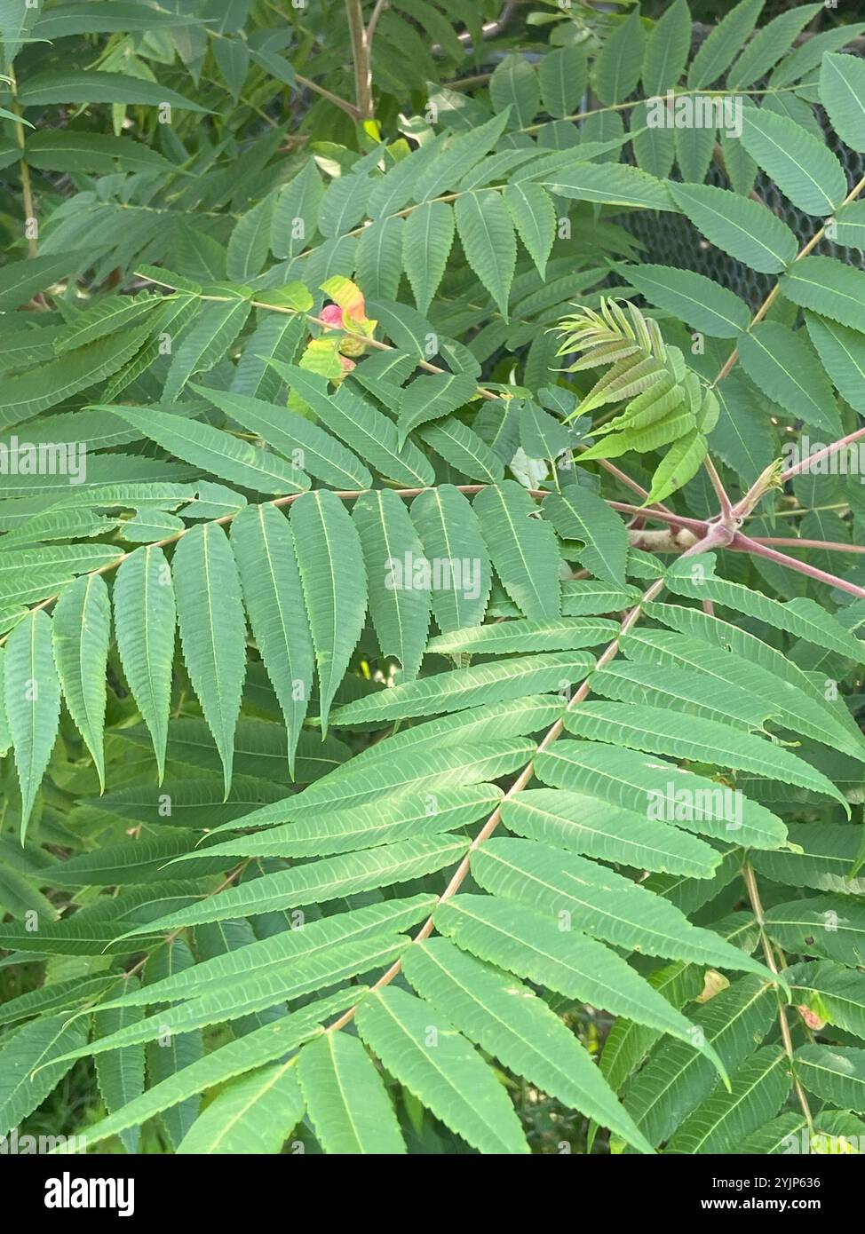 Sumac Gall Aphid (Melaphis rhois Stock Photo - Alamy