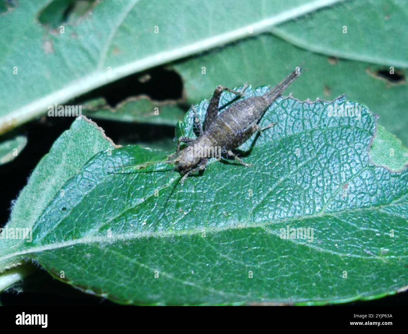 Hairy Scale-cricket (Arachnocephalus vestitus Stock Photo - Alamy
