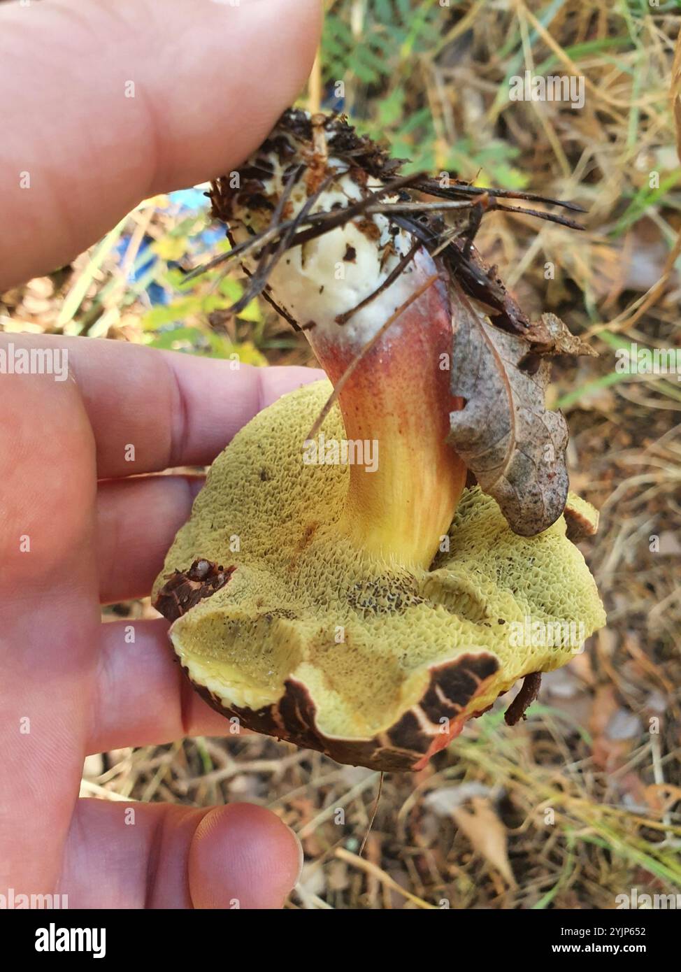 Red-cracking Bolete (Xerocomellus chrysenteron Stock Photo - Alamy