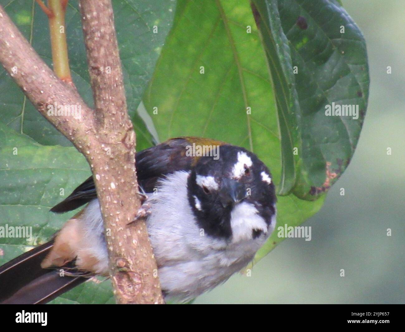 Black-winged Saltator (Saltator atripennis Stock Photo - Alamy