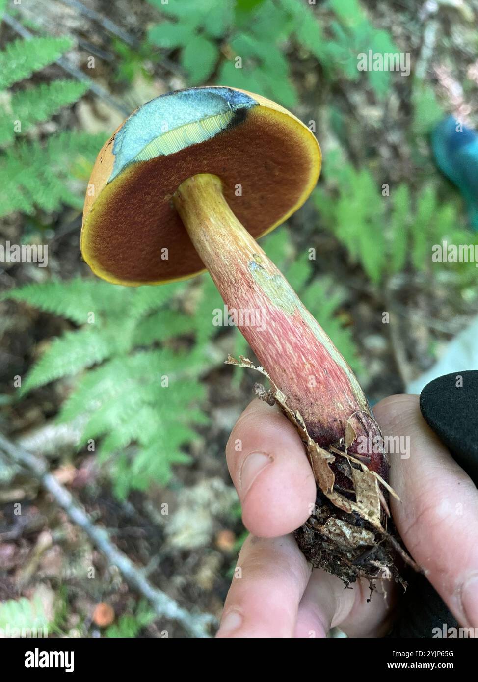Red-mouth Bolete (Neoboletus subvelutipes Stock Photo - Alamy