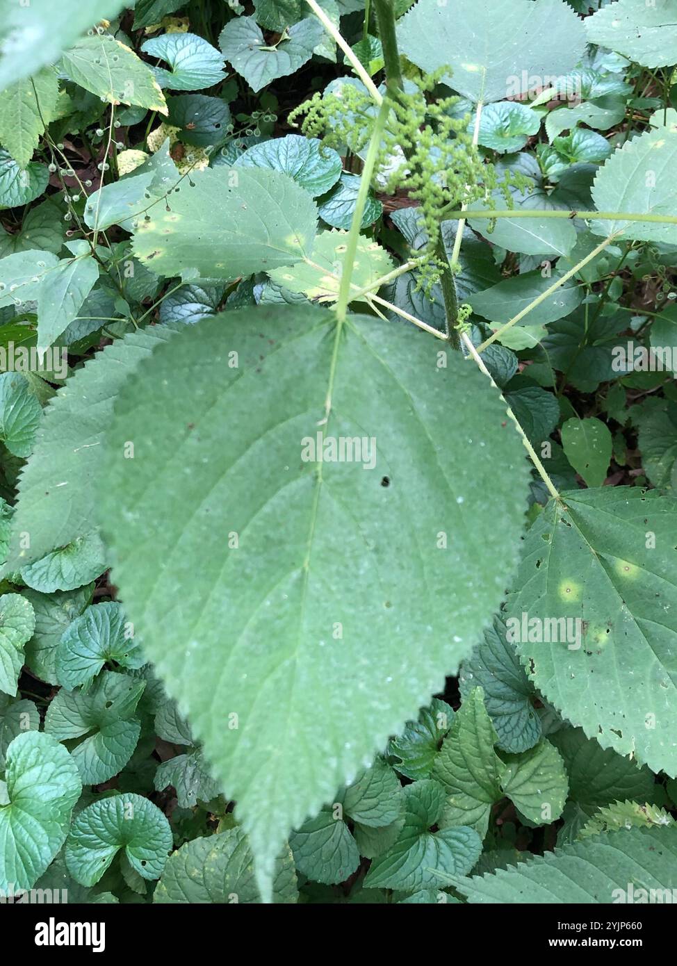 wood nettle (Laportea canadensis Stock Photo - Alamy