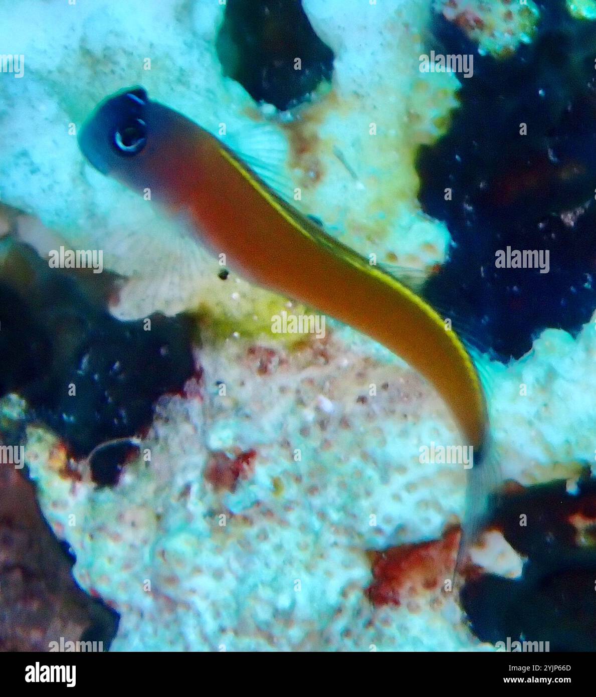 Aron's Blenny (Ecsenius aroni Stock Photo - Alamy