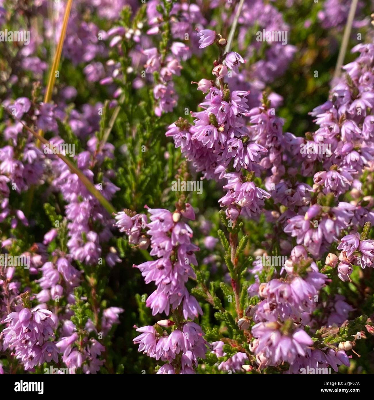 common heather (Calluna vulgaris Stock Photo - Alamy
