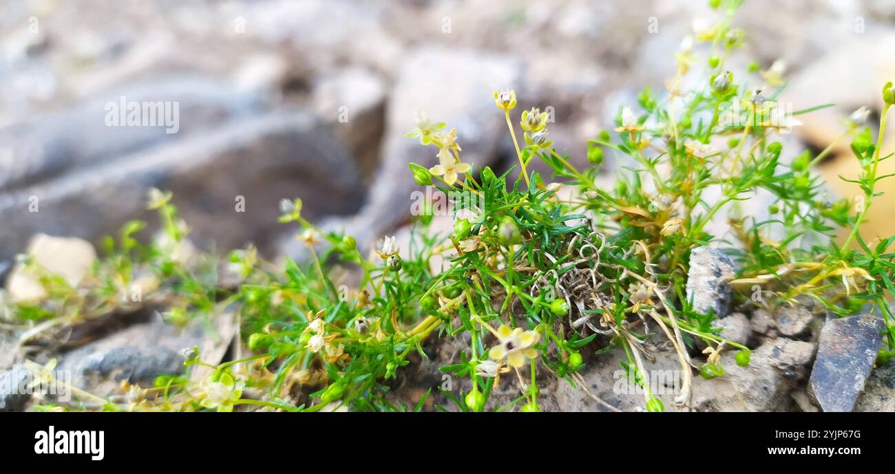 Procumbent Pearlwort (Sagina procumbens Stock Photo - Alamy