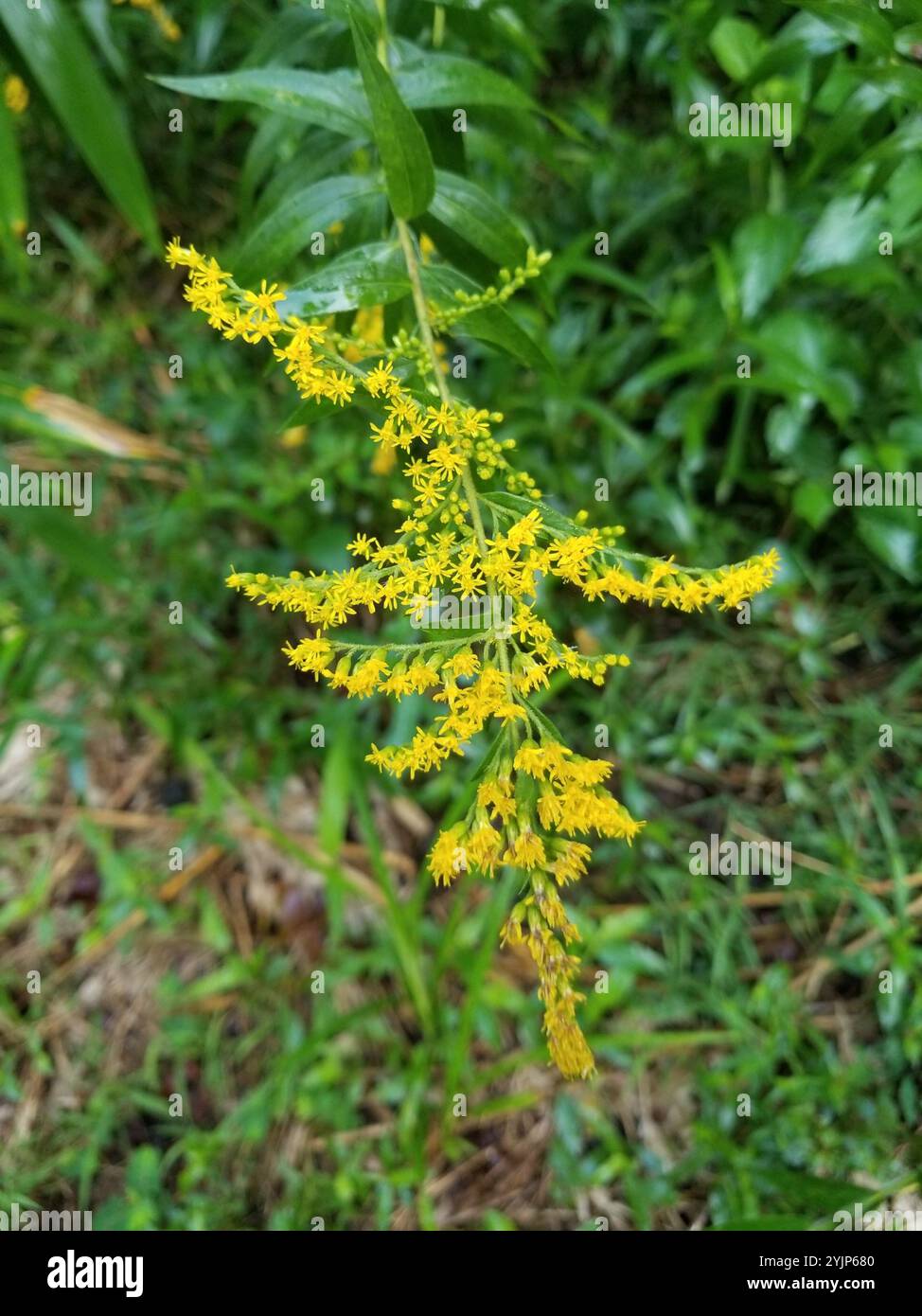 Sweet Goldenrod (Solidago odora Stock Photo - Alamy