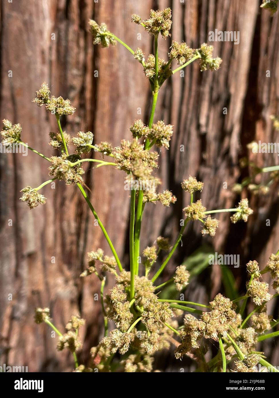 Panicled Bulrush (Scirpus microcarpus Stock Photo - Alamy