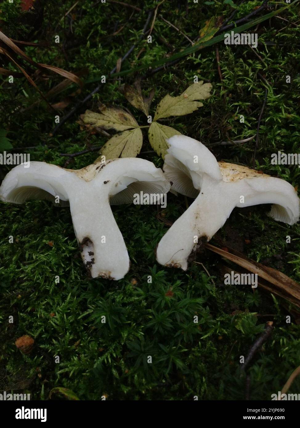 milk-white brittlegill (Russula delica Stock Photo - Alamy