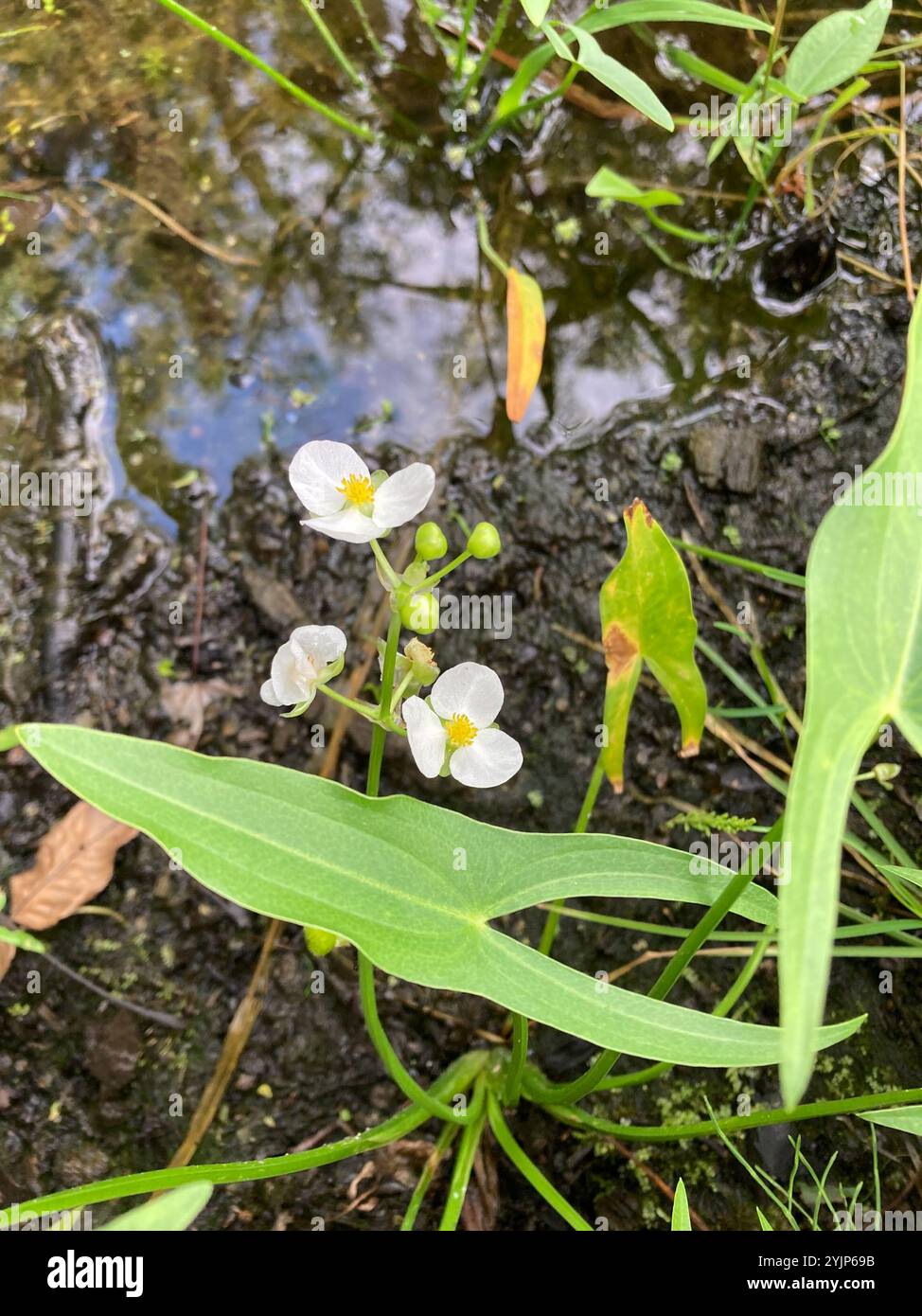 broadleaf arrowhead (Sagittaria latifolia Stock Photo - Alamy