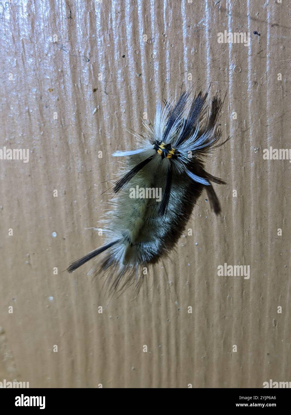 Banded Tussock Moth (Halysidota tessellaris Stock Photo - Alamy