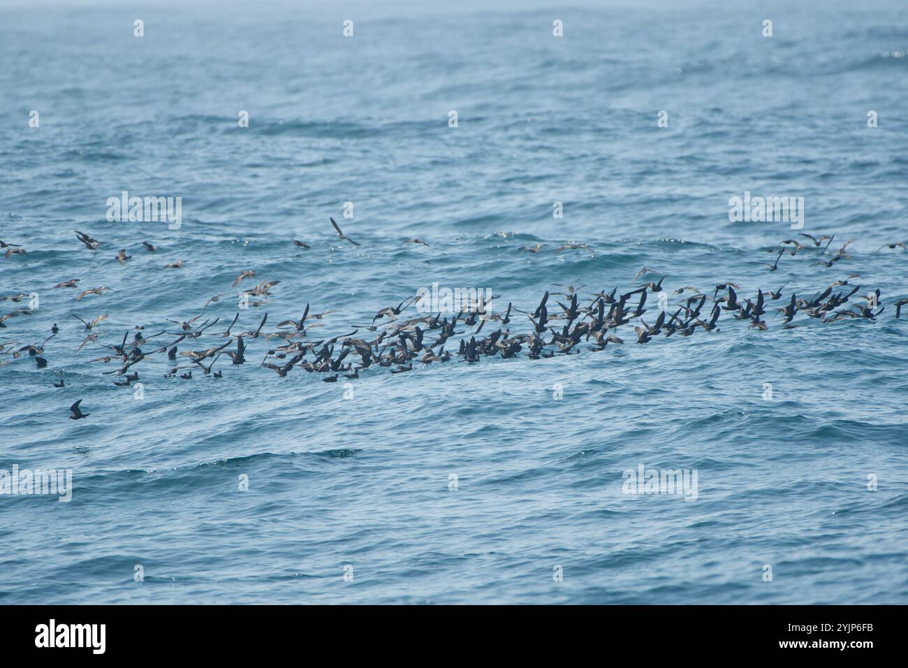 Northern Storm-Petrels (Hydrobates Stock Photo - Alamy