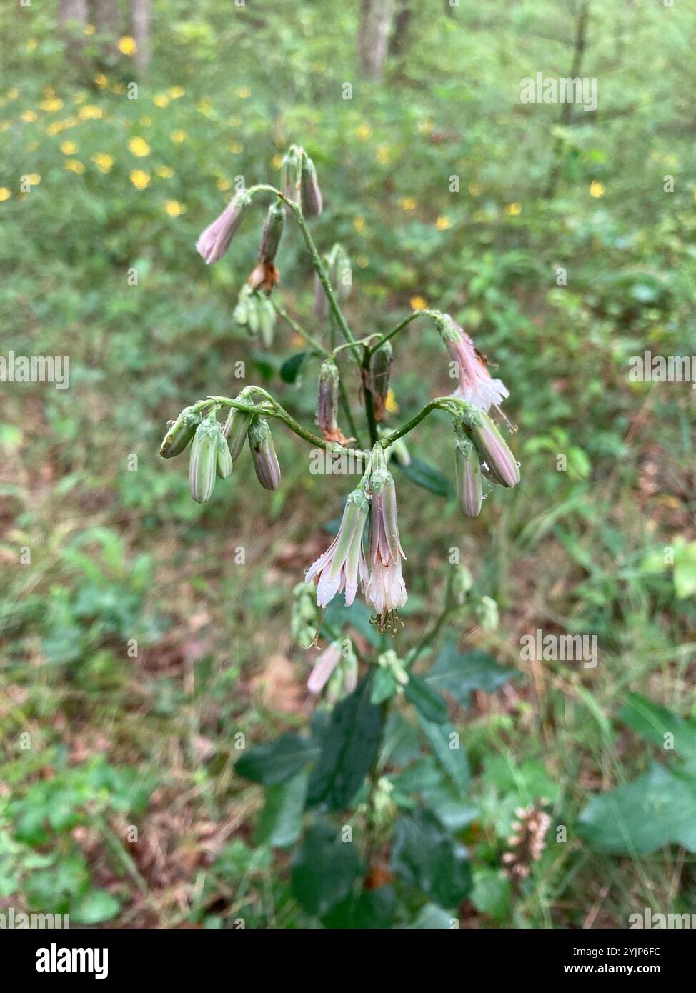 white rattlesnake root (Nabalus albus Stock Photo - Alamy