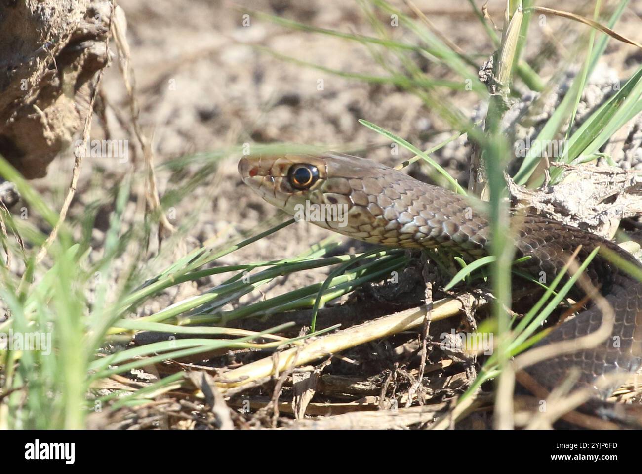 Demansia vestigiata hi-res stock photography and images - Alamy