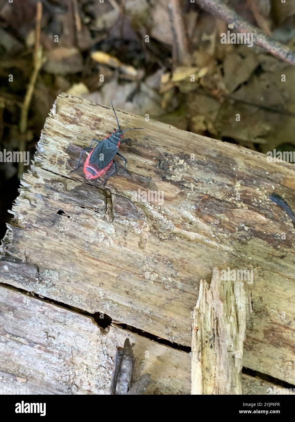 Red-shouldered Bug (Jadera haematoloma Stock Photo - Alamy