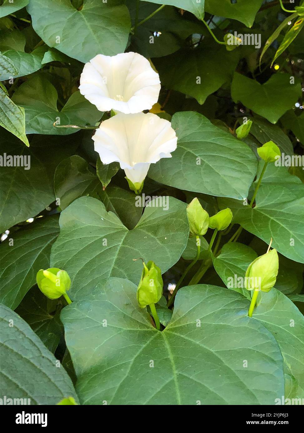 creeping hedge bindweed (Calystegia sepium angulata Stock Photo - Alamy