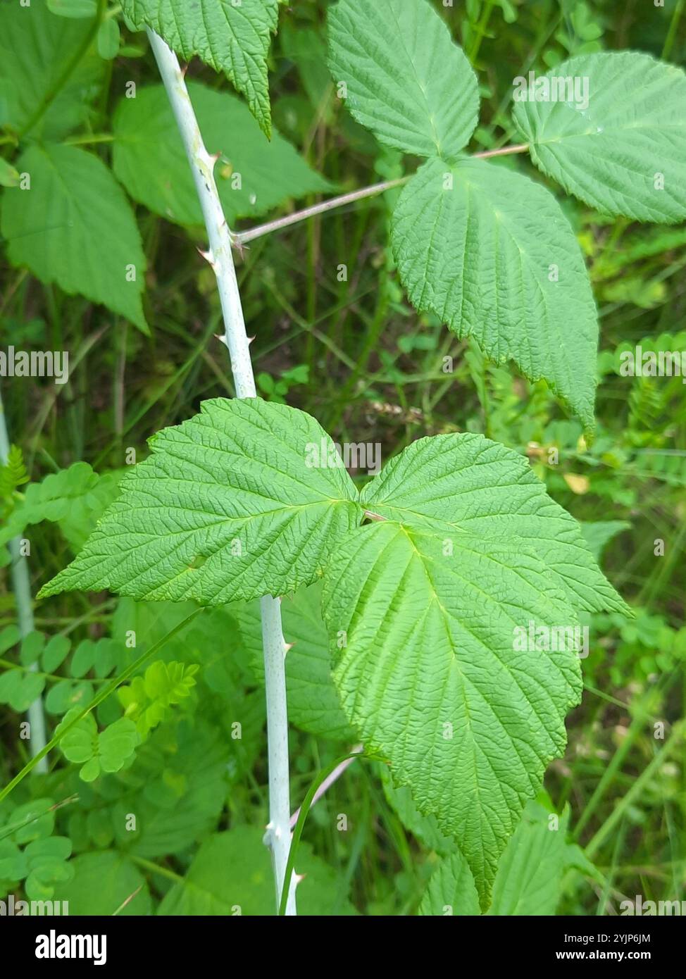black raspberry (Rubus occidentalis Stock Photo - Alamy