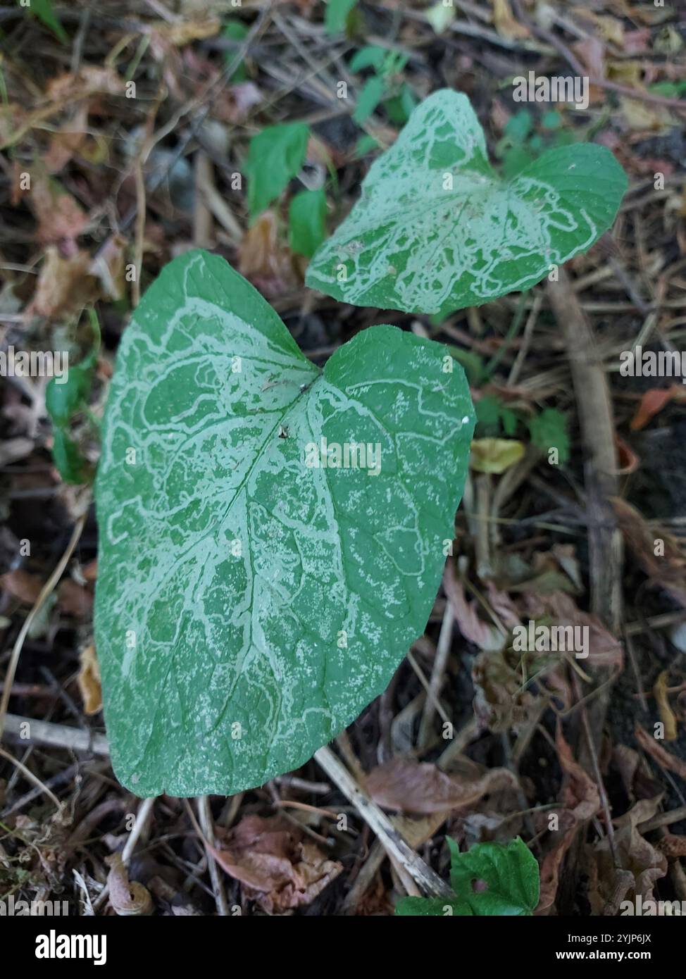 Copse-bindweed (Fallopia dumetorum Stock Photo - Alamy
