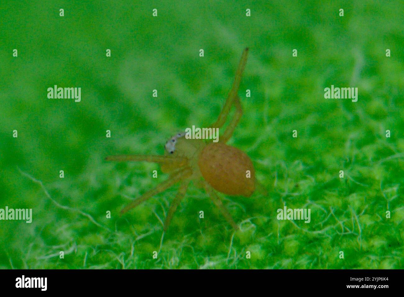 Crab Spiders (Thomisidae Stock Photo - Alamy