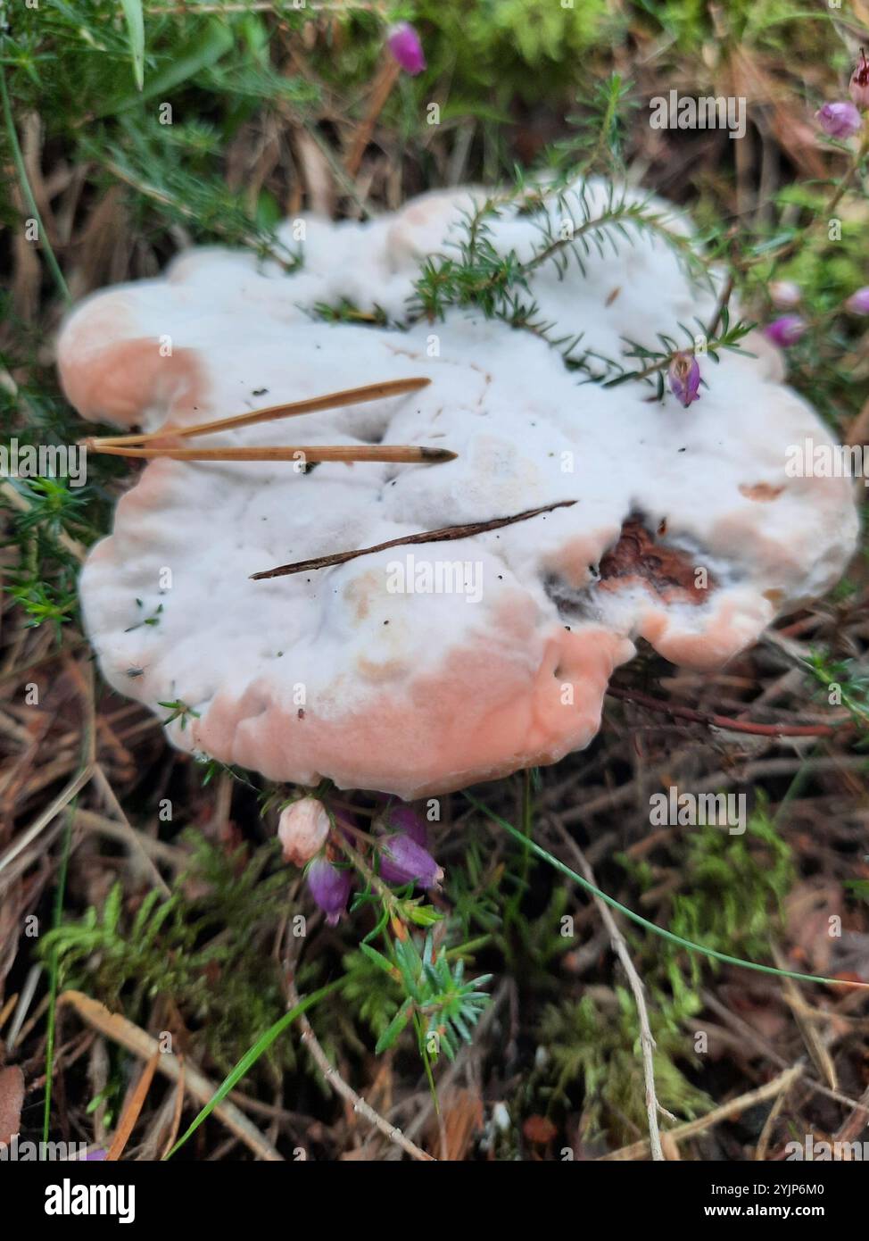 Red-juice Tooth (Hydnellum peckii Stock Photo - Alamy
