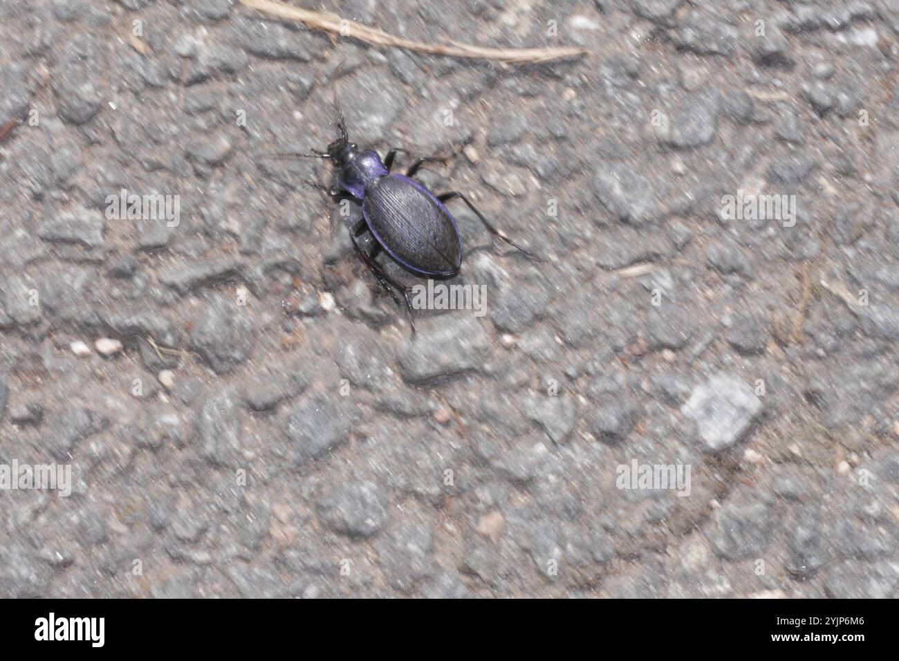 Rough Violet Ground Beetle (Carabus problematicus Stock Photo - Alamy