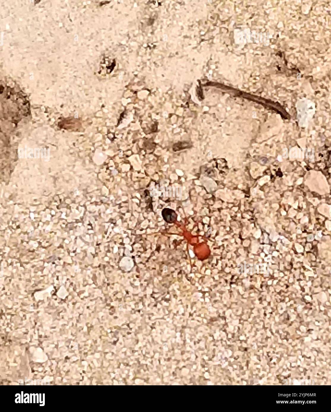 California Harvester Ant (Pogonomyrmex californicus Stock Photo - Alamy
