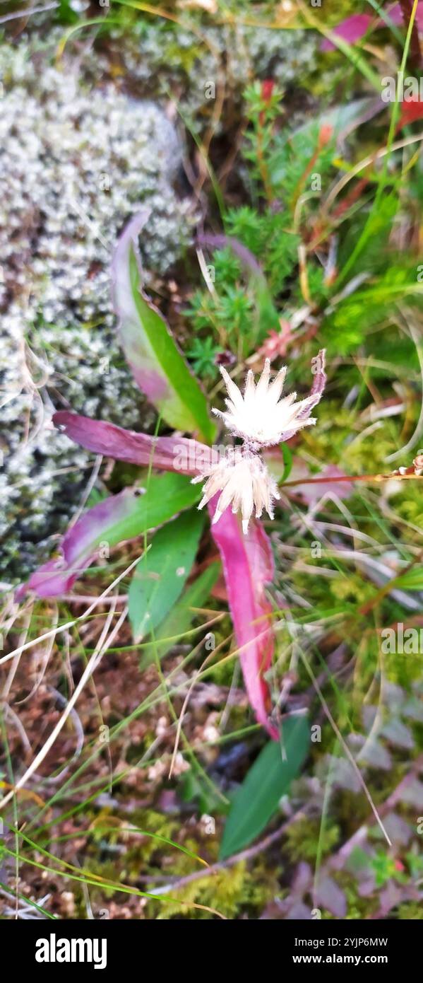 Alpine Saw-wort (Saussurea alpina Stock Photo - Alamy